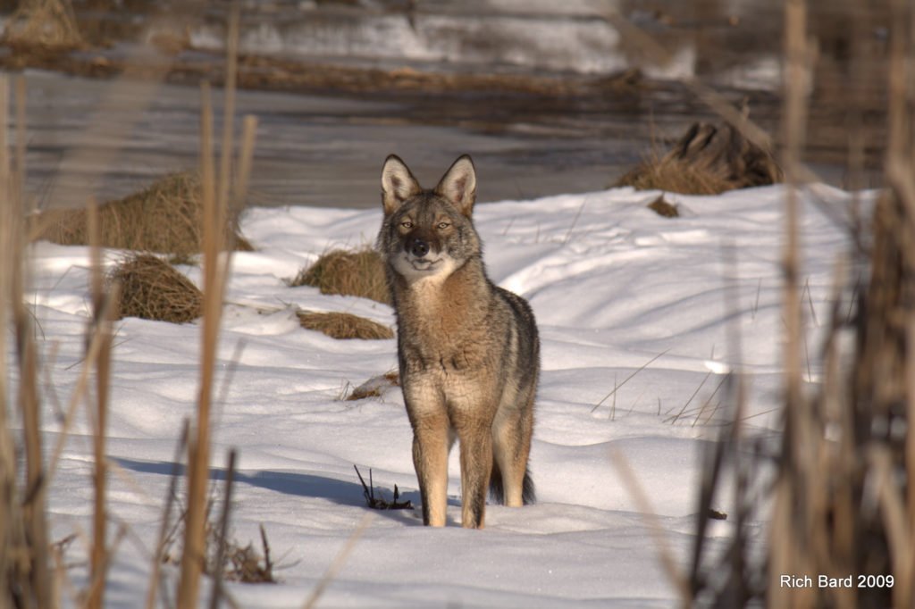 Coyotes ~ Your Farm, Your Community – Coyote Lives in Maine
