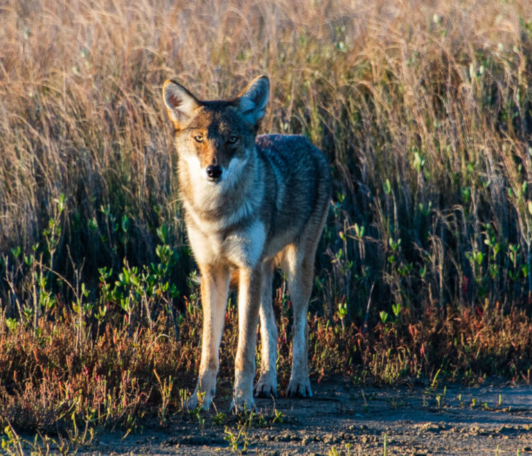 The Ghosts of Galveston Island – Coyote Lives in Maine